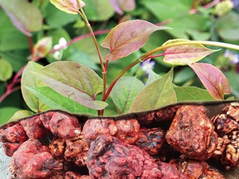 Thành Phần Trong Maca Revive Là Gì? Cách Sử Dụng